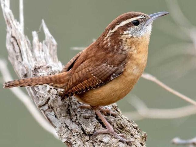 Wild Birds Unlimited - Nature Shop